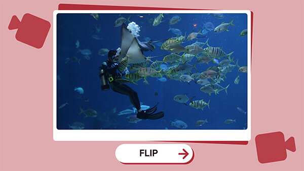 Vidéo flashcard | Modèles Genially